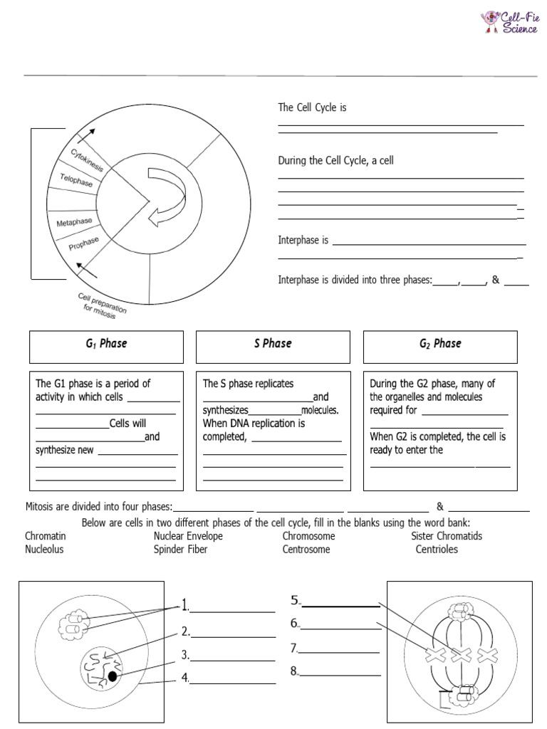 Cell Cycle Mitosis | PDF