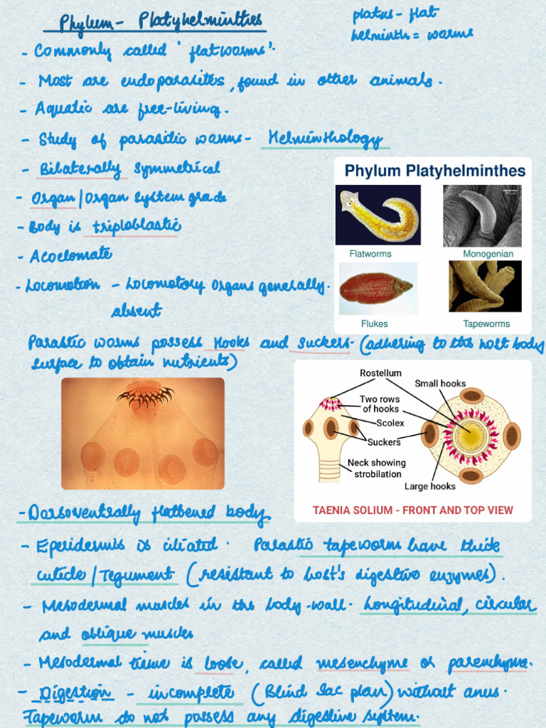 Phylum Platyhelminthes Aschelminthes Annelida 1 | PDF
