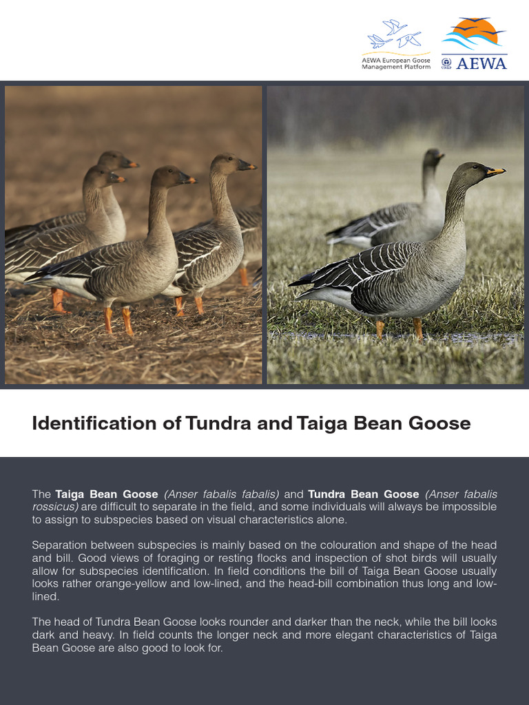 Taiga - and Tundra - Bean - Goose - Identification - Guide | PDF
