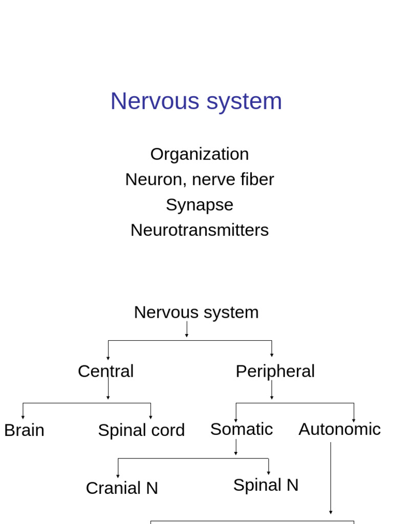 Introduction of Nervous System | PDF