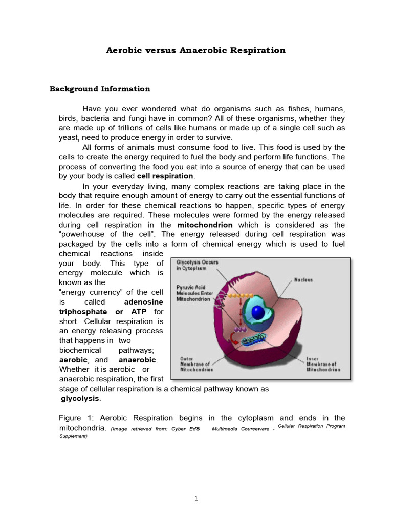 Aerobic Versus Anaerobic Respiration | PDF