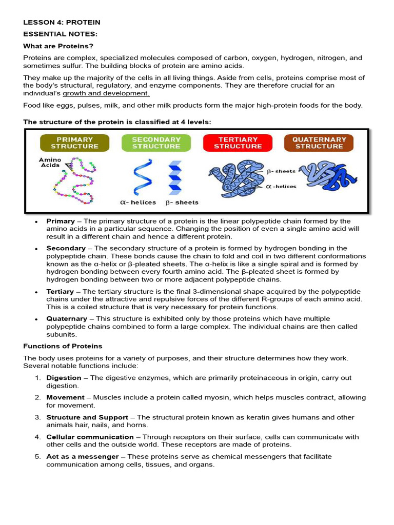 Lesson 4 Protein | PDF