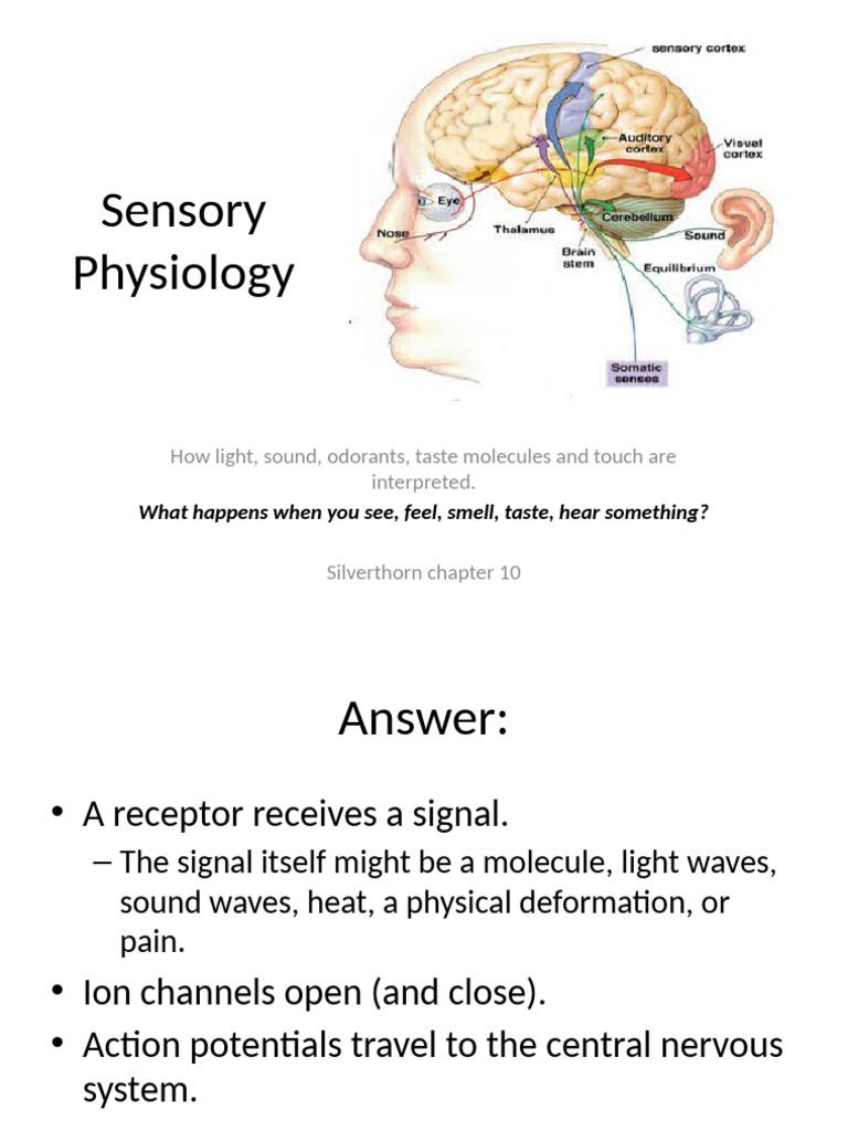 CH10 Sensory Physiology | PDF