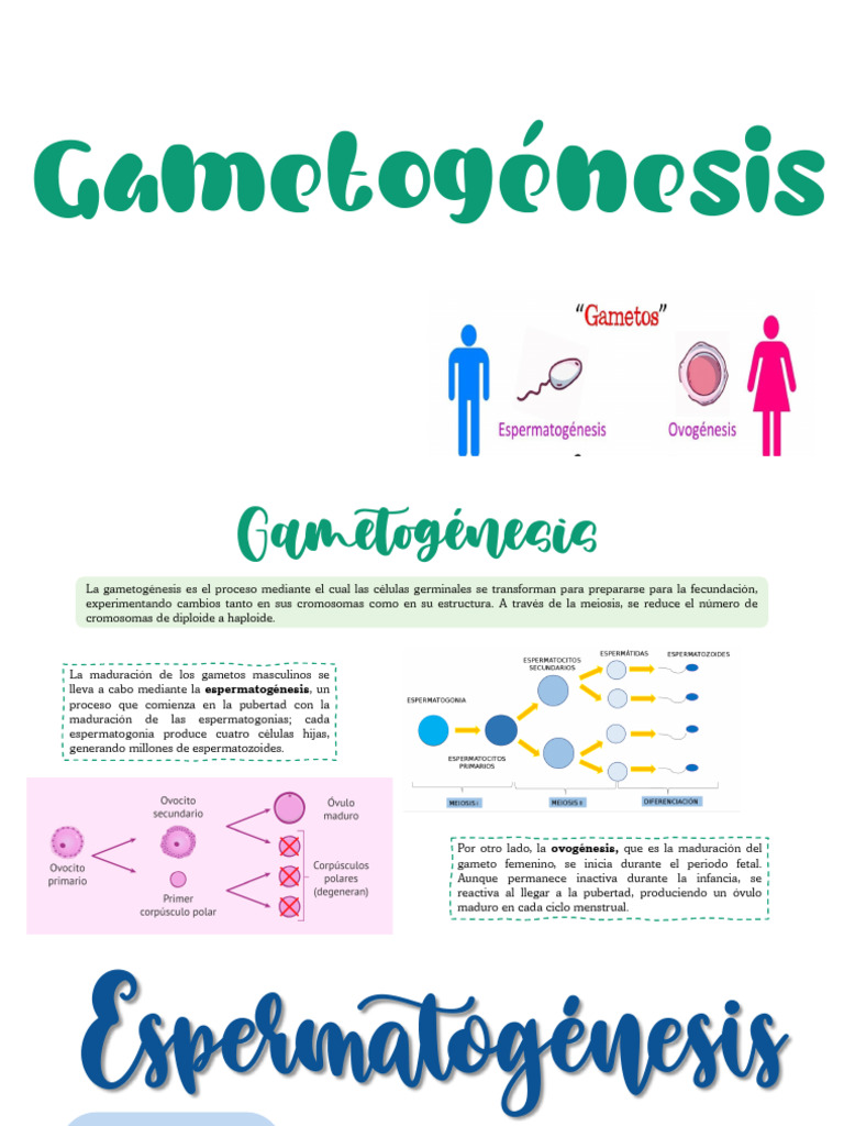 Gametogénesis | PDF | Interacciones biológicas | Biología Celular