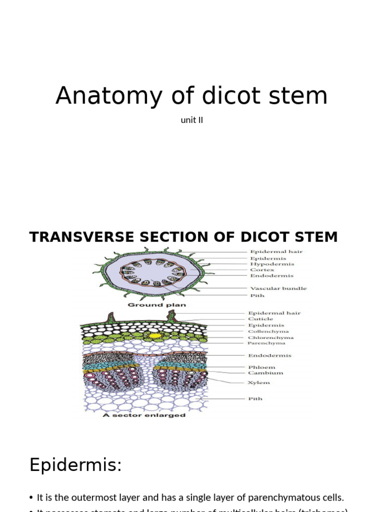 Anatomy of Dicot Stem | PDF