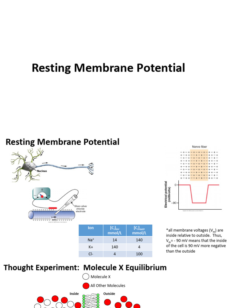 4-Resting Membrane Potential-Student | PDF