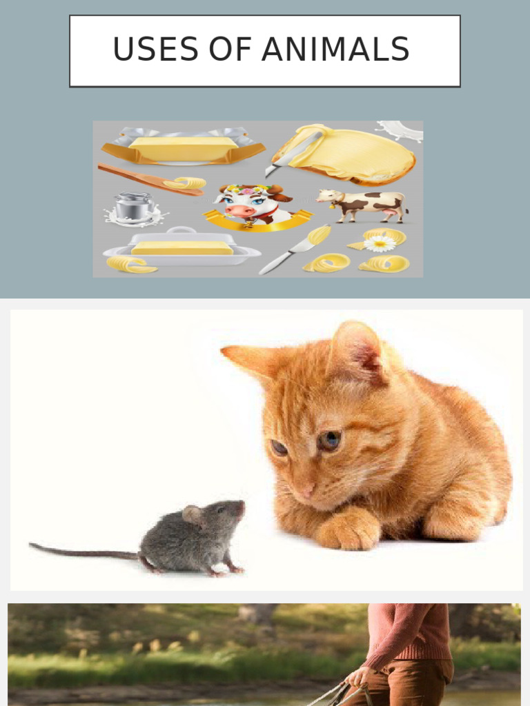 Uses of Animals | PDF