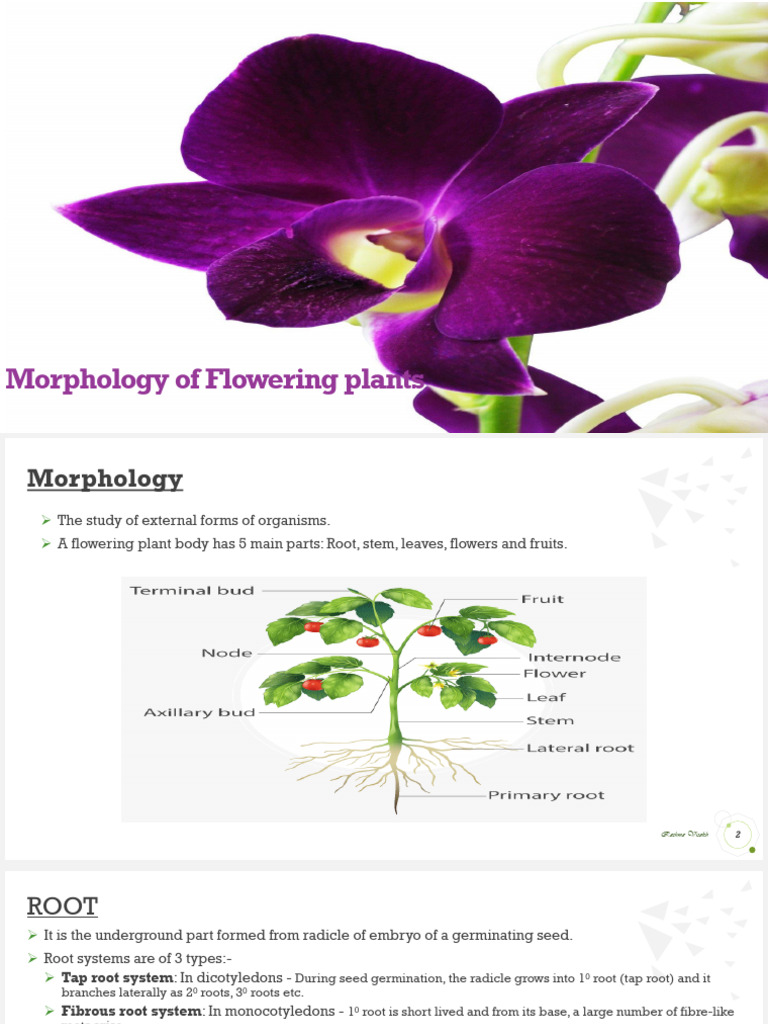 Morphology of Flowering Plants - Notes | PDF
