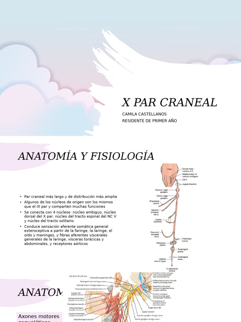 Nervio Vago Presentacion | PDF