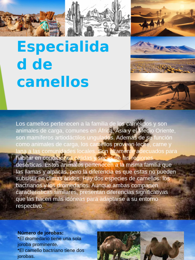 Características y tipos de camellos | PDF | Camello | Desierto