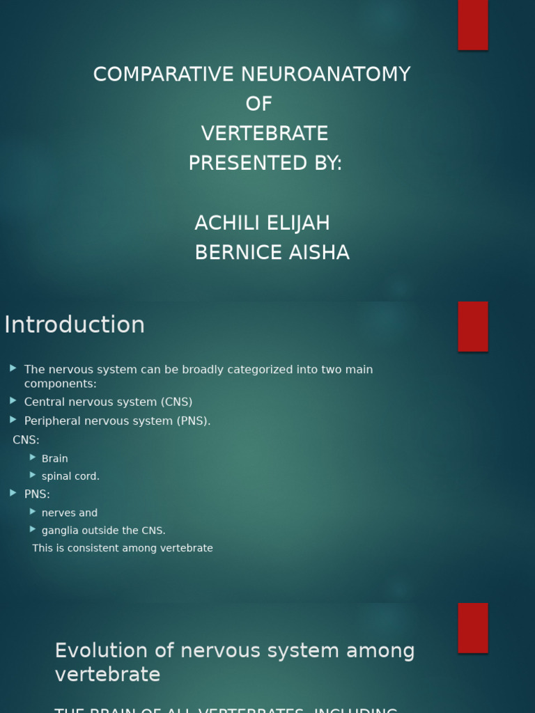Comparative Antomy of Vertebrate-1 | PDF