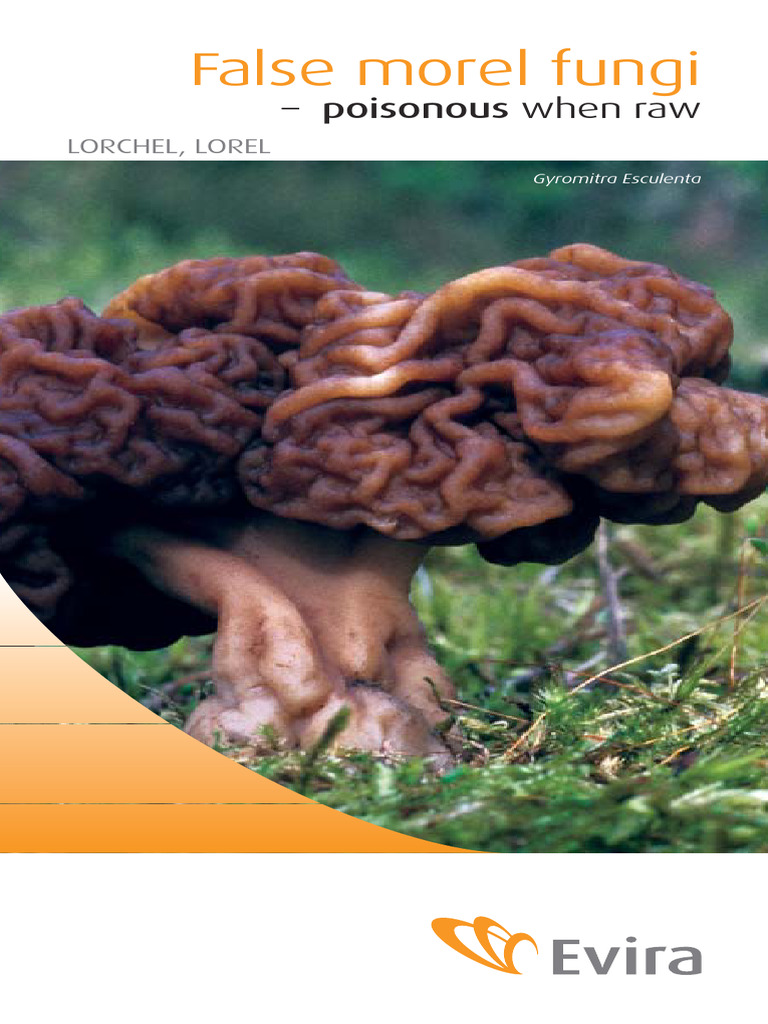 False Morel Fungi | PDF