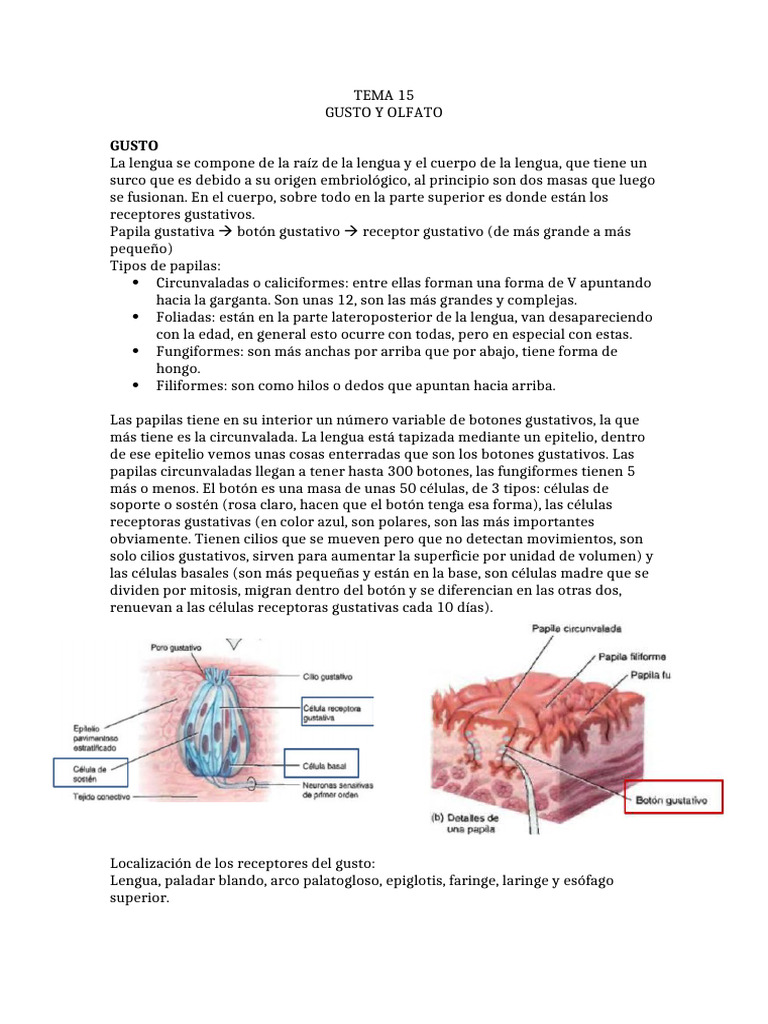 Sentidos Del Gusto y Del Olfato | PDF