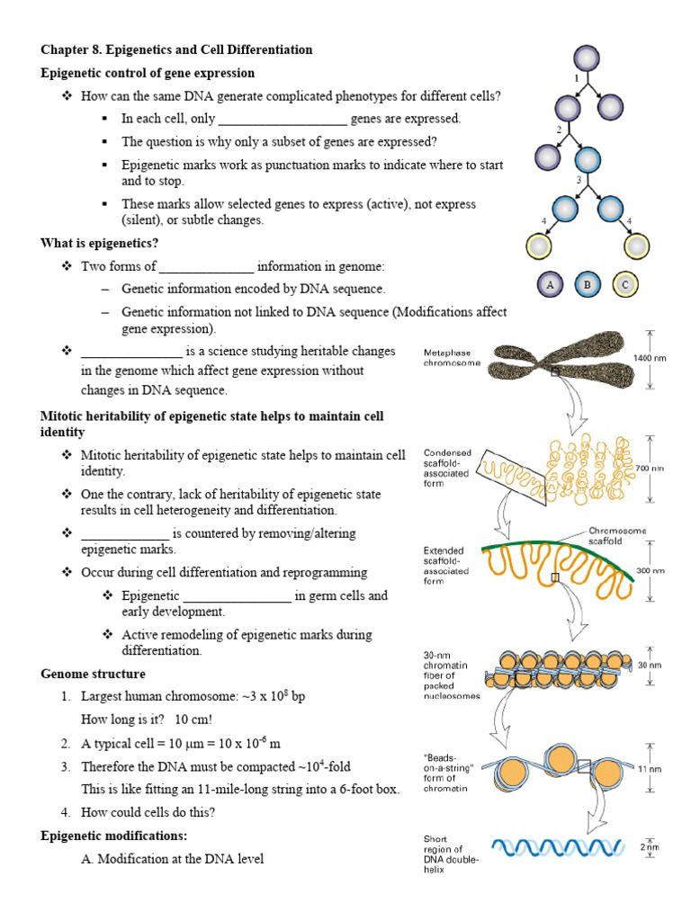 Chapter 8 Epigenetics and Cell Differentiation | PDF | Epigenetics ...