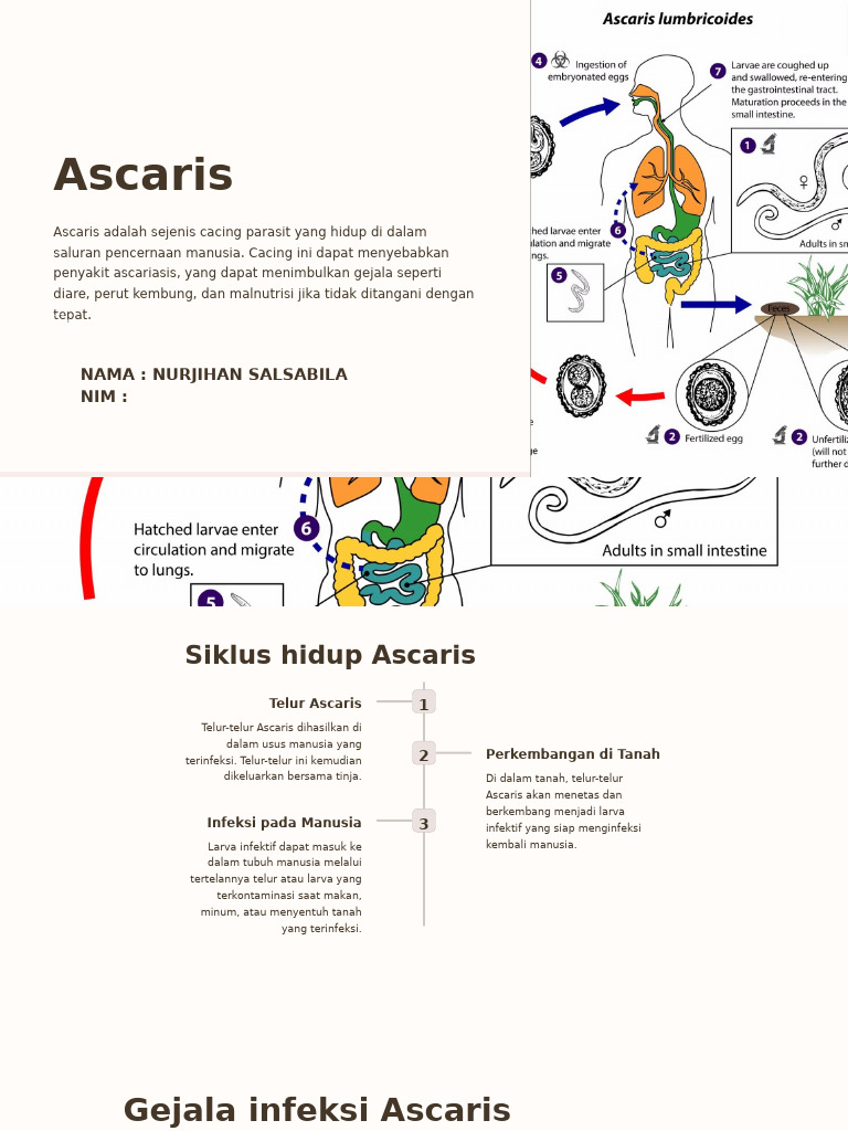 Pengenalan-Ascaris NURJIHAN | PDF