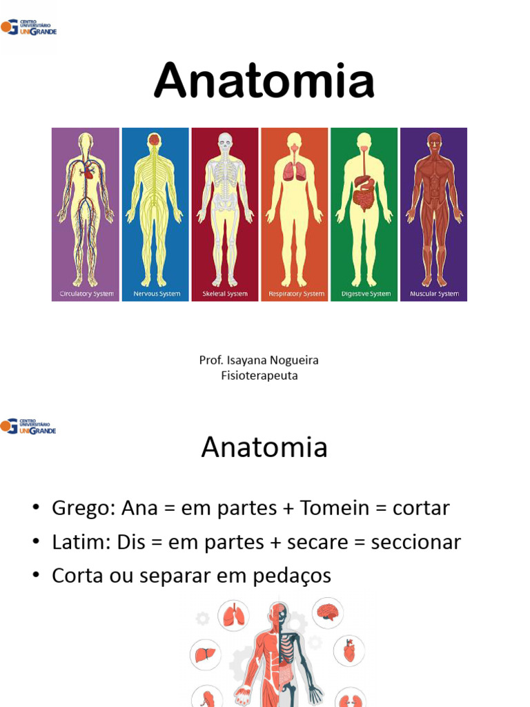 Anatomia | PDF