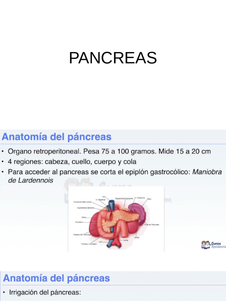 Pancreas | PDF