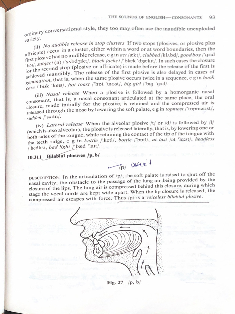 Bilabial Plosives | PDF