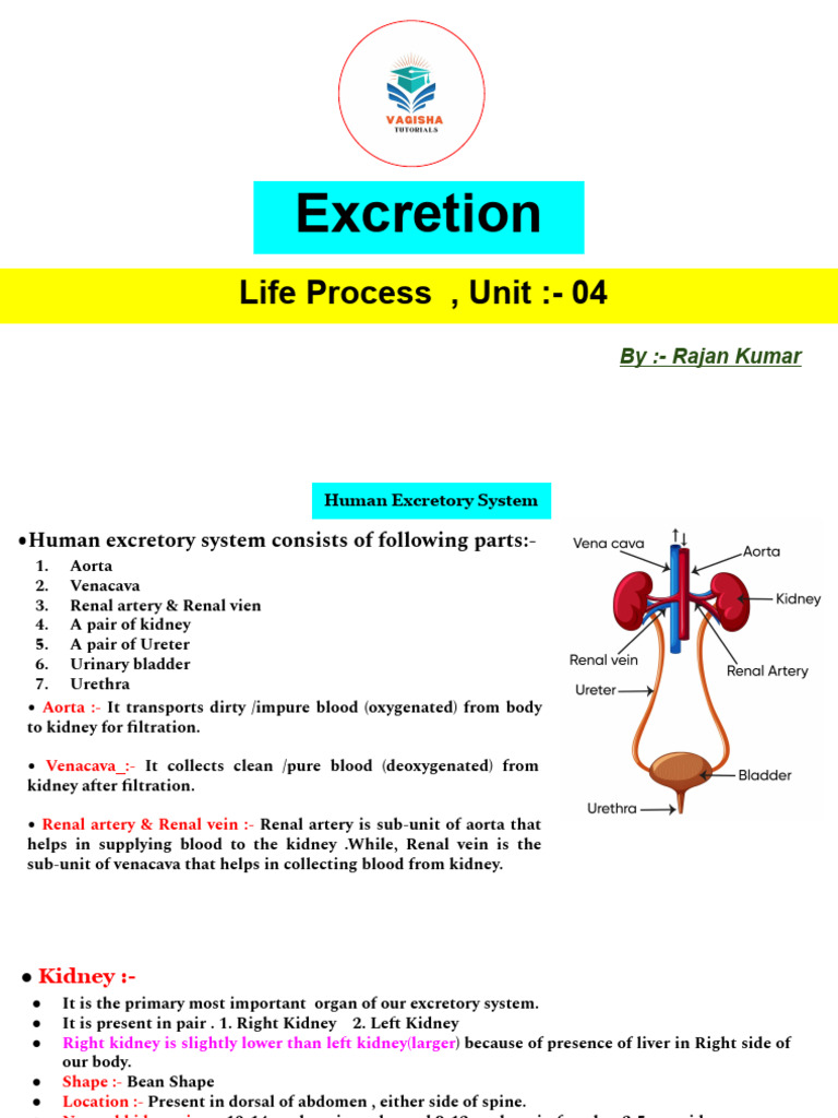 Excretion (Unit - 04) | PDF | Kidney | Urinary System
