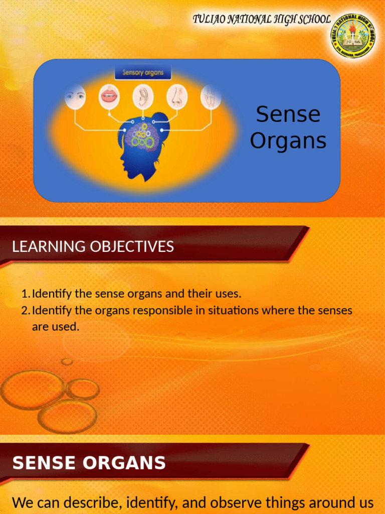 Sense Organs | PDF