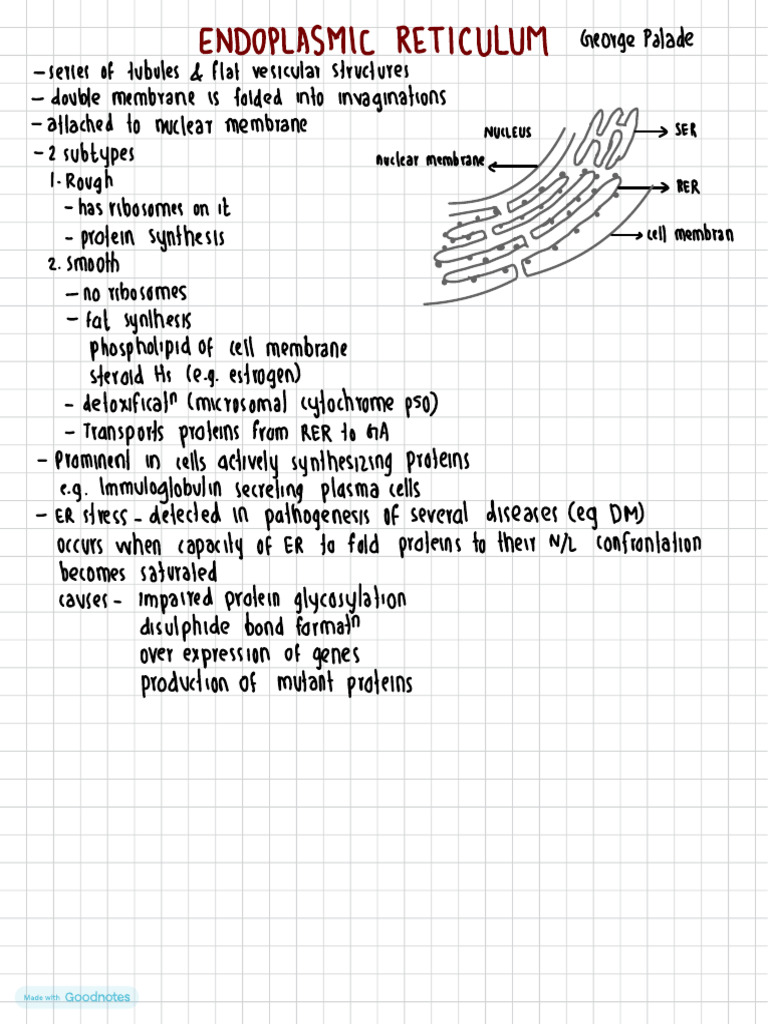 Endoplasmic Reticulum | PDF