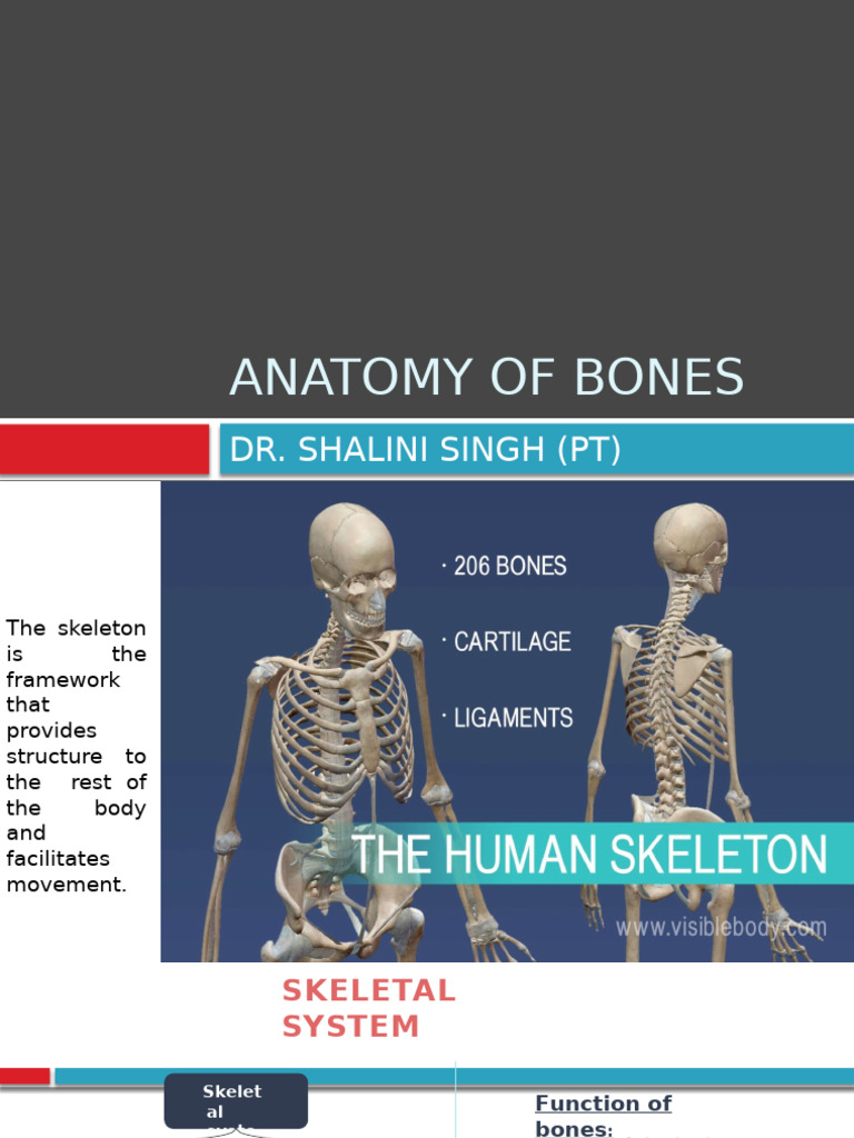 Anatomy of Bones | PDF