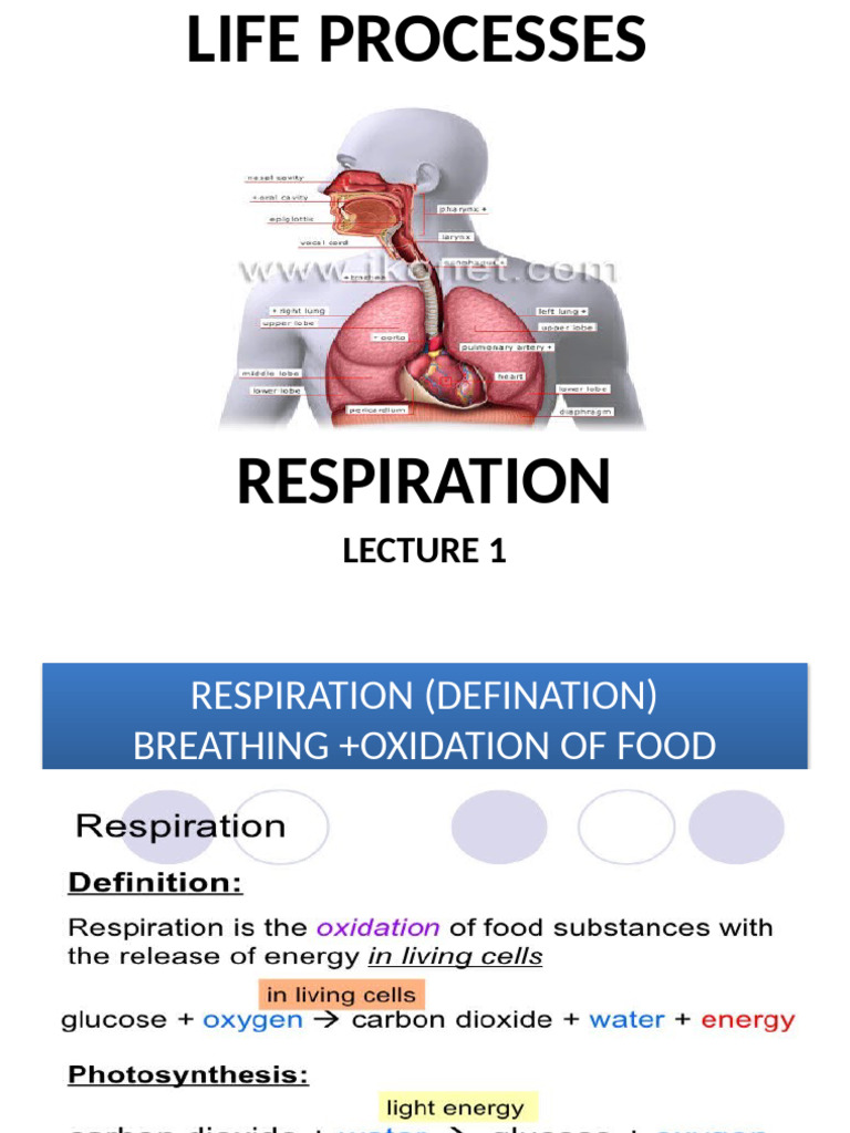 Life Processes (Respiration) | PDF
