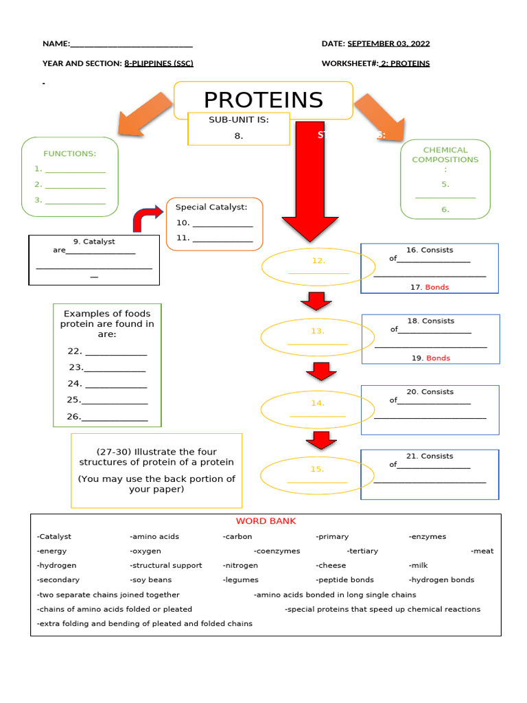 Proteins Activity Sheet | PDF