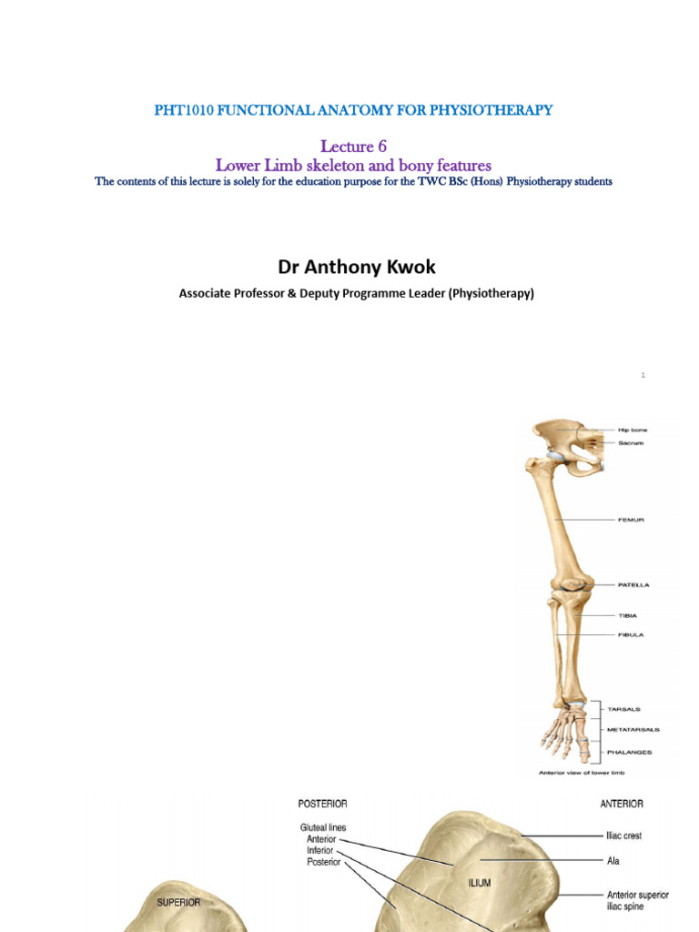 Lecture 6 Pelvis & LL 2023 | PDF | Human Leg | Pelvis