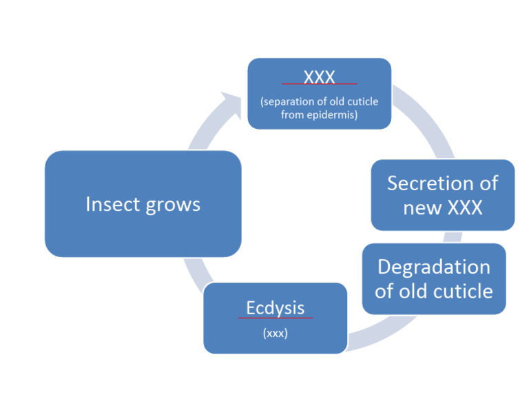 Molting Process Model.pptx | PDF