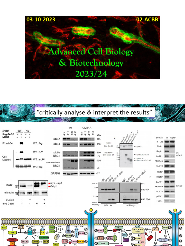 2-Western Blot | PDF