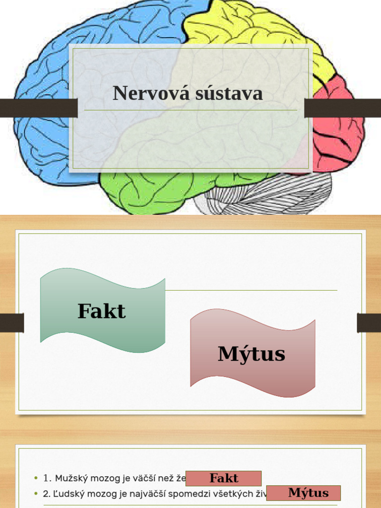 Nervová Sústava - 7.c | PDF