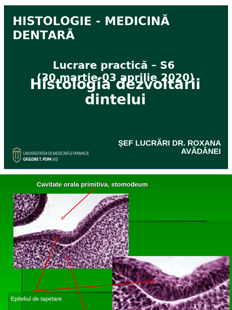 Histologie - Medicină Dentară: Histologia Dezvoltarii Dintelui | PDF