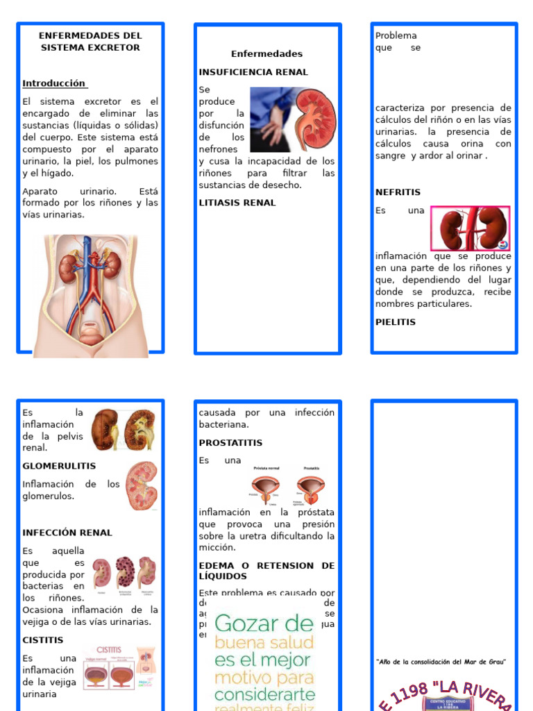 Triptico Enfermedades Del Sistema Excretor | PDF