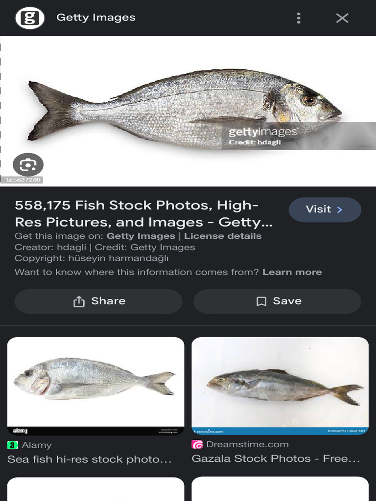 Pictures of Fish - Google Search | PDF
