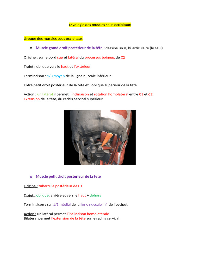 Myologie Des Muscles Sous Occipitaux | PDF