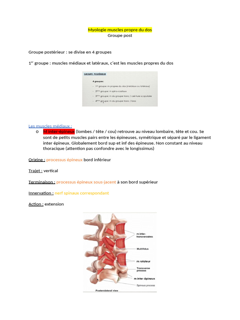 Myologie Muscles Propre Du Dos - Groupe Post | PDF