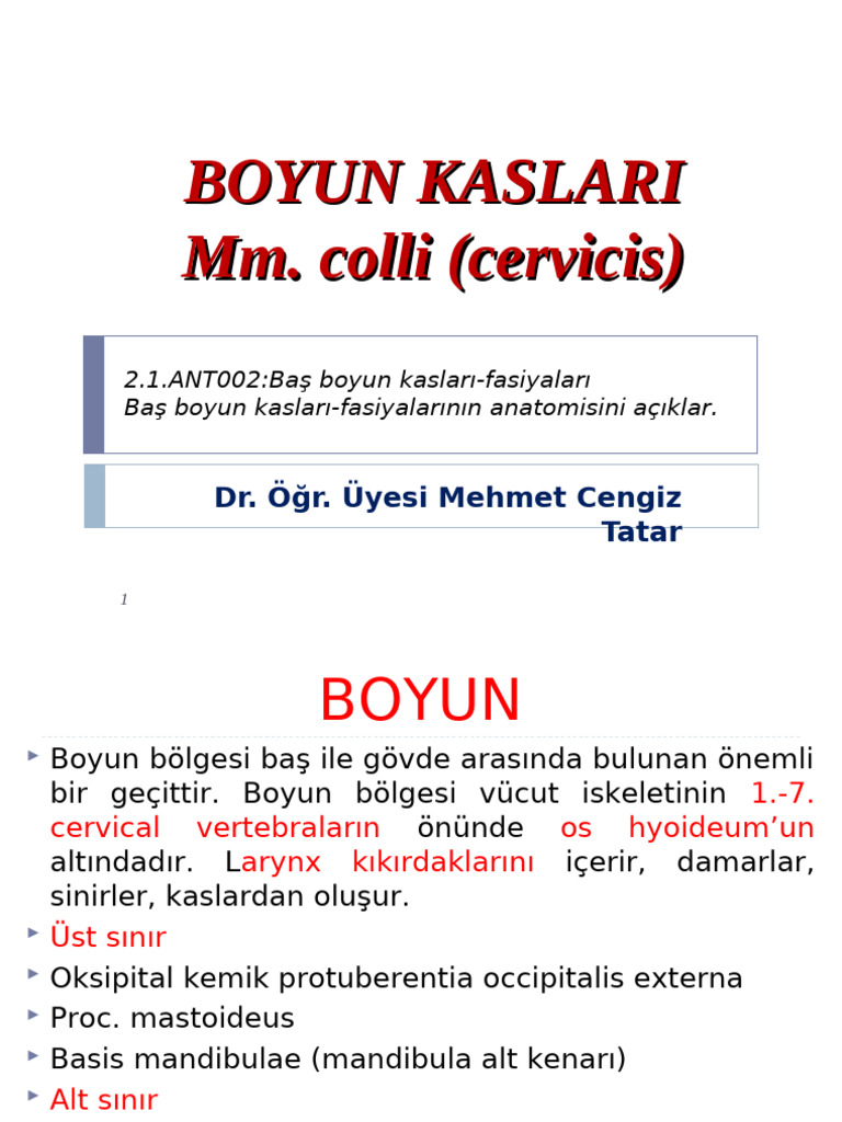 Boyun Kaslari - 2024 | PDF