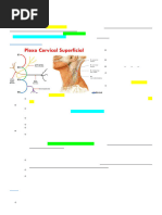 Anatomía del Plexo Cervical: Guía Completa | PDF | Nervio | Neuroanatomía