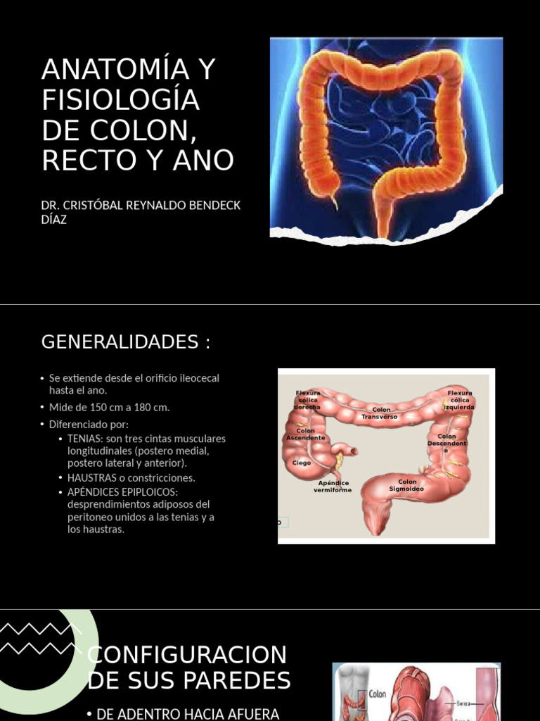 Anatomía y Fisiología de Colon, Recto y | PDF