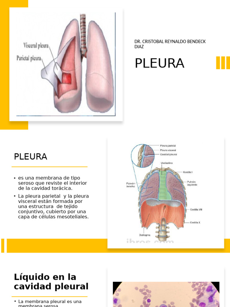 PLEURA | PDF