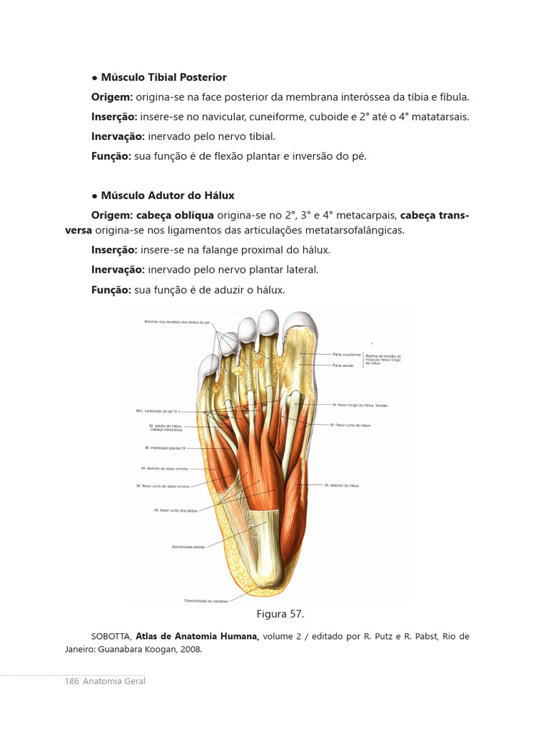 Músculo Tibial Posterior: Origem: Inserção: Inervação: Função | PDF