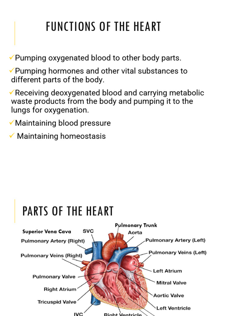 Science 9 Q1 M2 The Heart and Its Part | PDF | Heart Valve | Heart