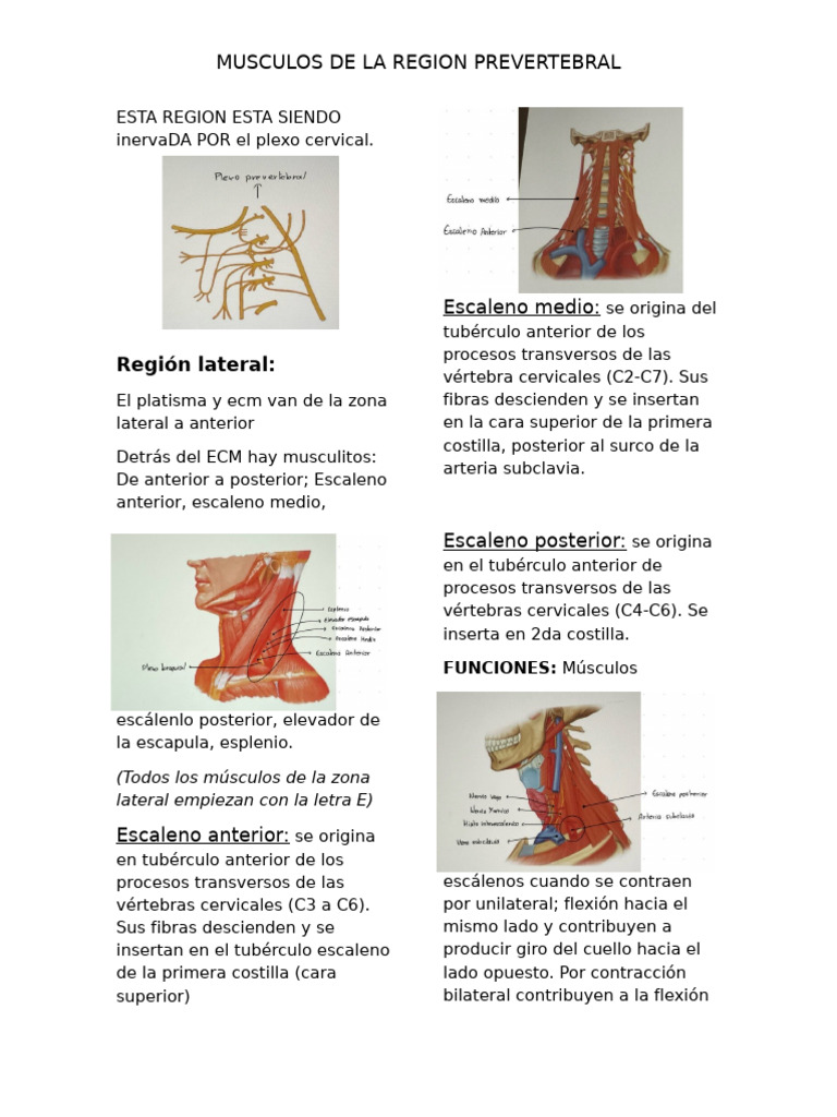Miologia Region Prevertebral | PDF