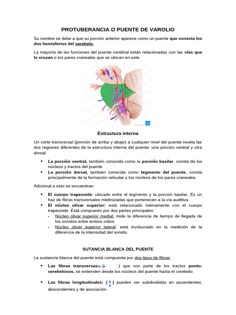 Protuberancia o Puente de Varolio | PDF