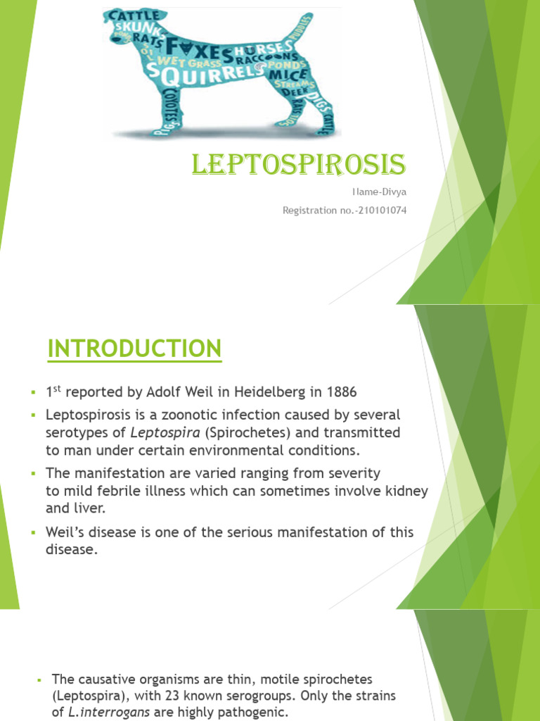 Lepto and Salmonella 2 | PDF