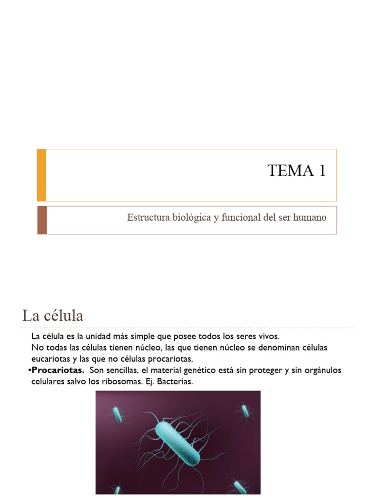 Estructura Cuerpo Humano Tema 1 Pdf