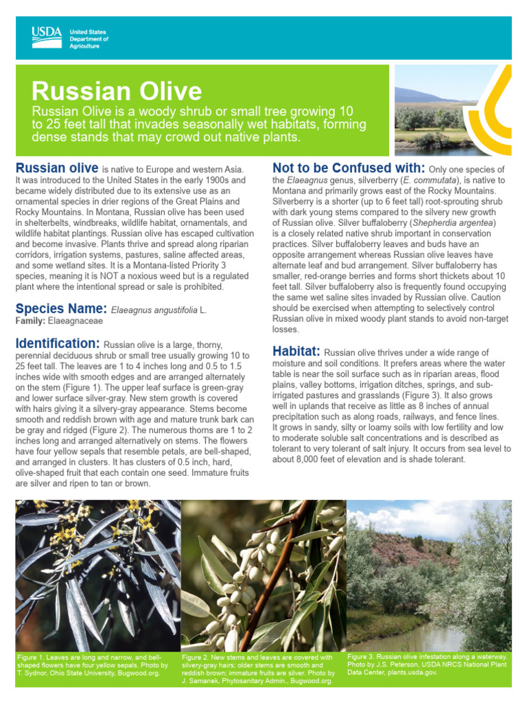 Managing Invasive Russian Olive in Montana | PDF | Trees | Olive