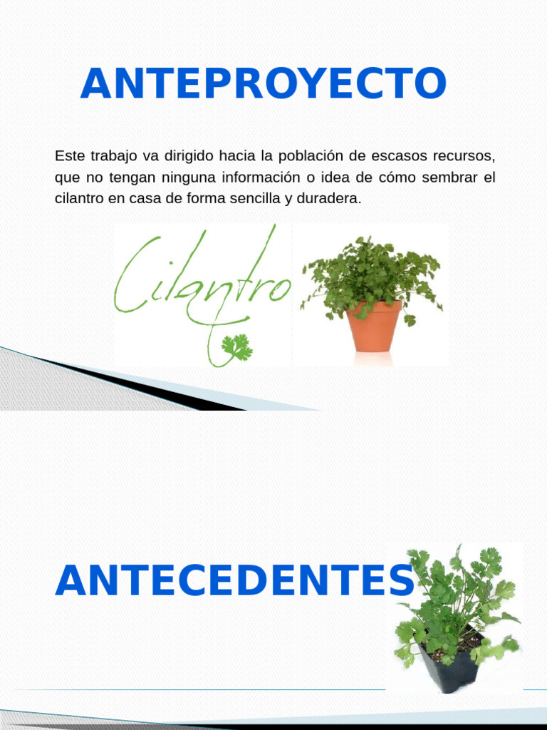 Cilantro Expo Final | PDF