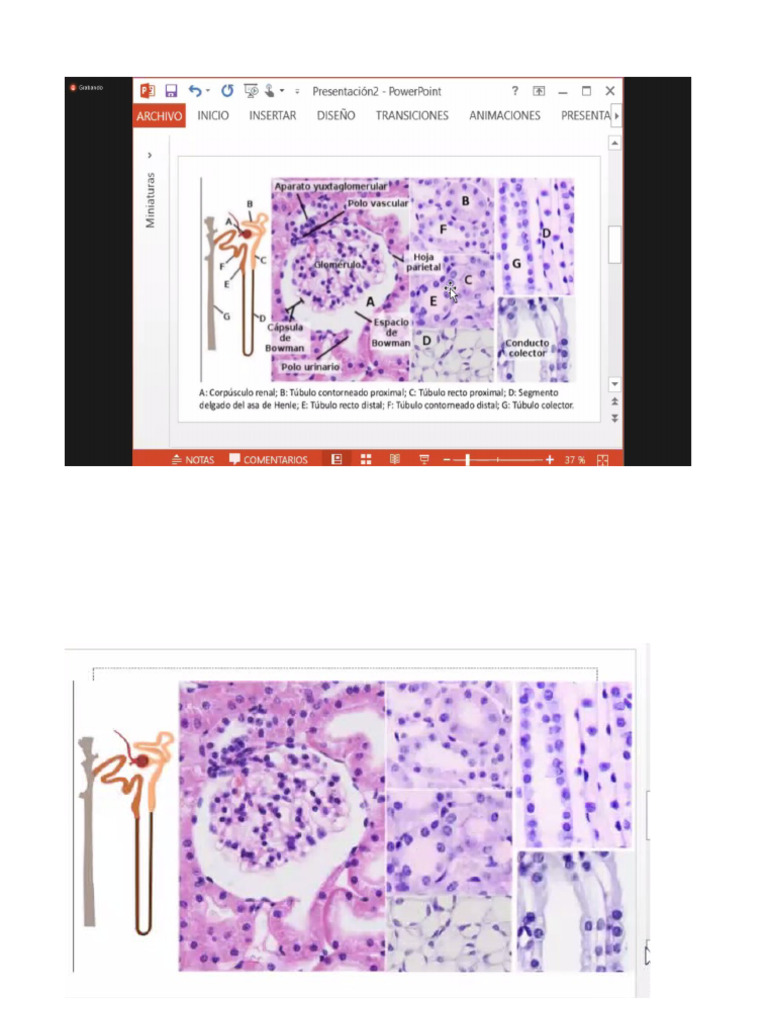 Glomerulo | PDF